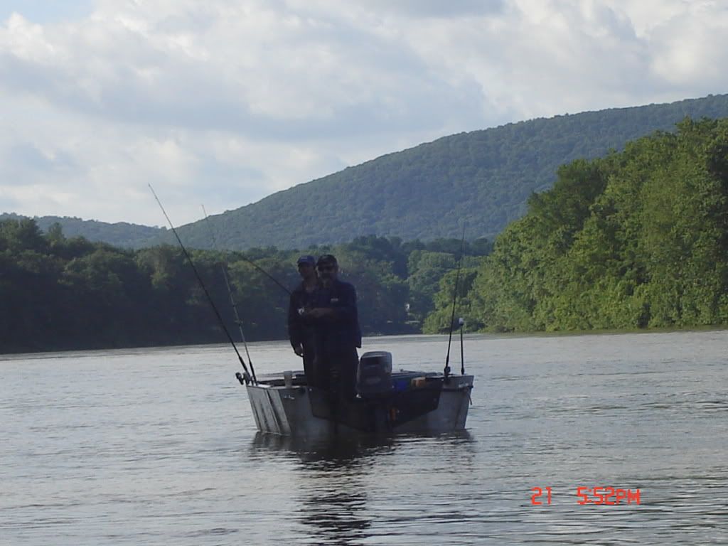 Creek chubbin cats | NC Angler Forums